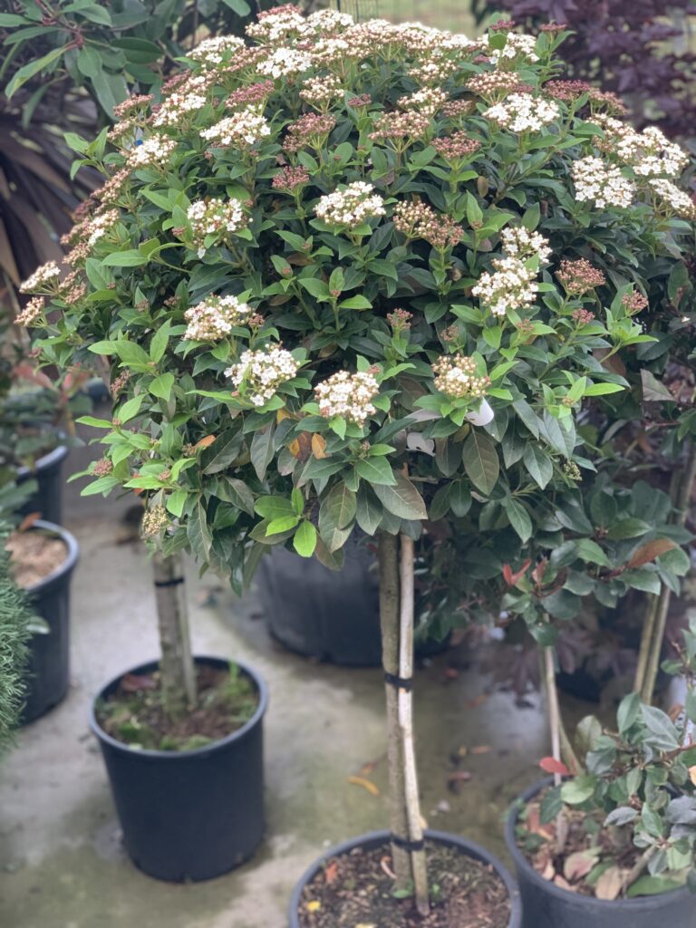 Viburnum Tinus Eve Price Stam - dorleyplants.be
