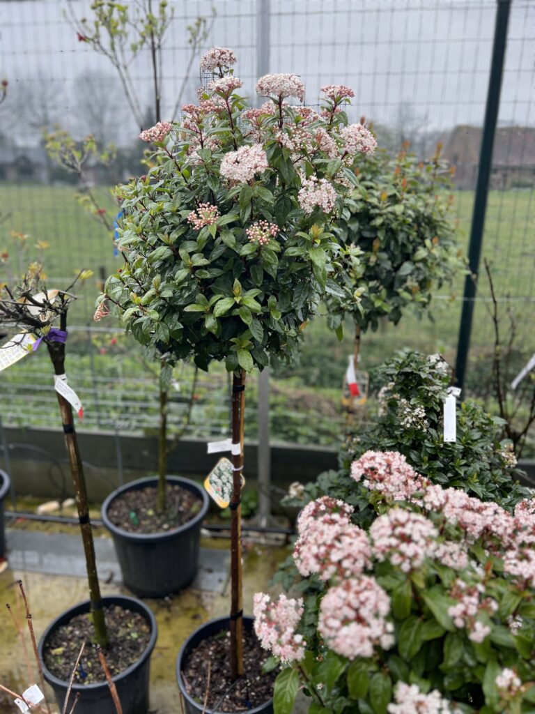 Viburnum Tinus Eve Price Stam 150cm - dorleyplants.be