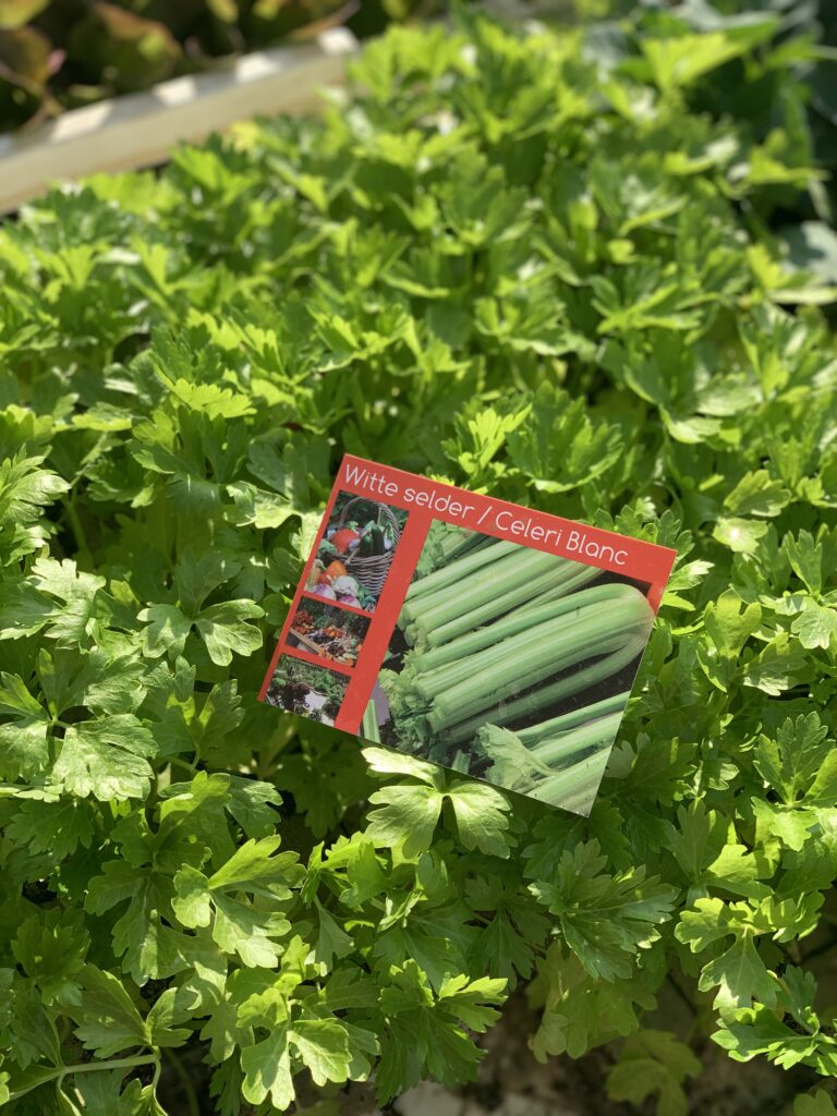 Witte selder - Knolselder - Groene selder - dorleyplants.be