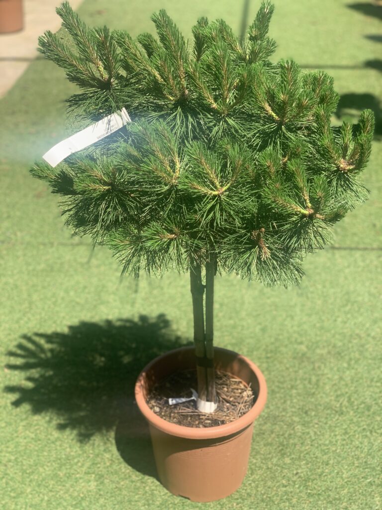 Pinus Nigra Pierrick Bergen op stam 100cm - dorleyplants.be