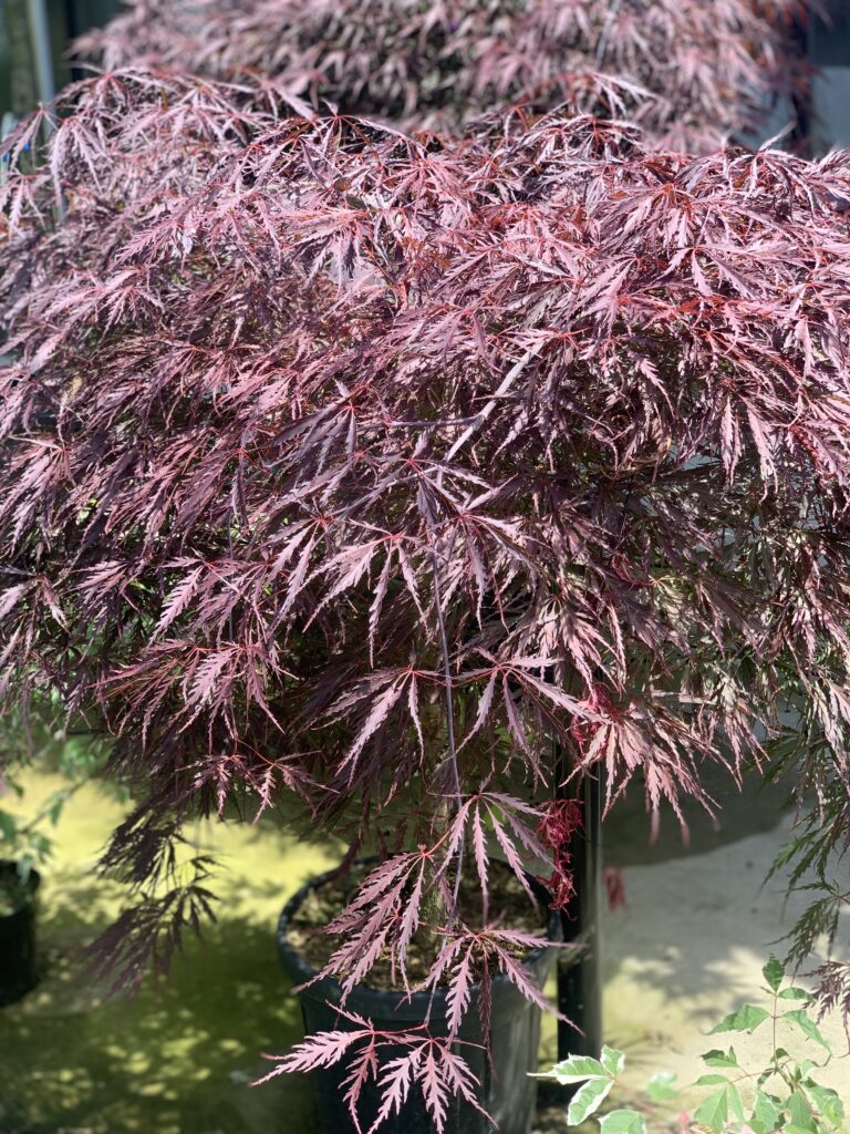 Acer Palmatum Inabe Shidare - dorleyplants.be