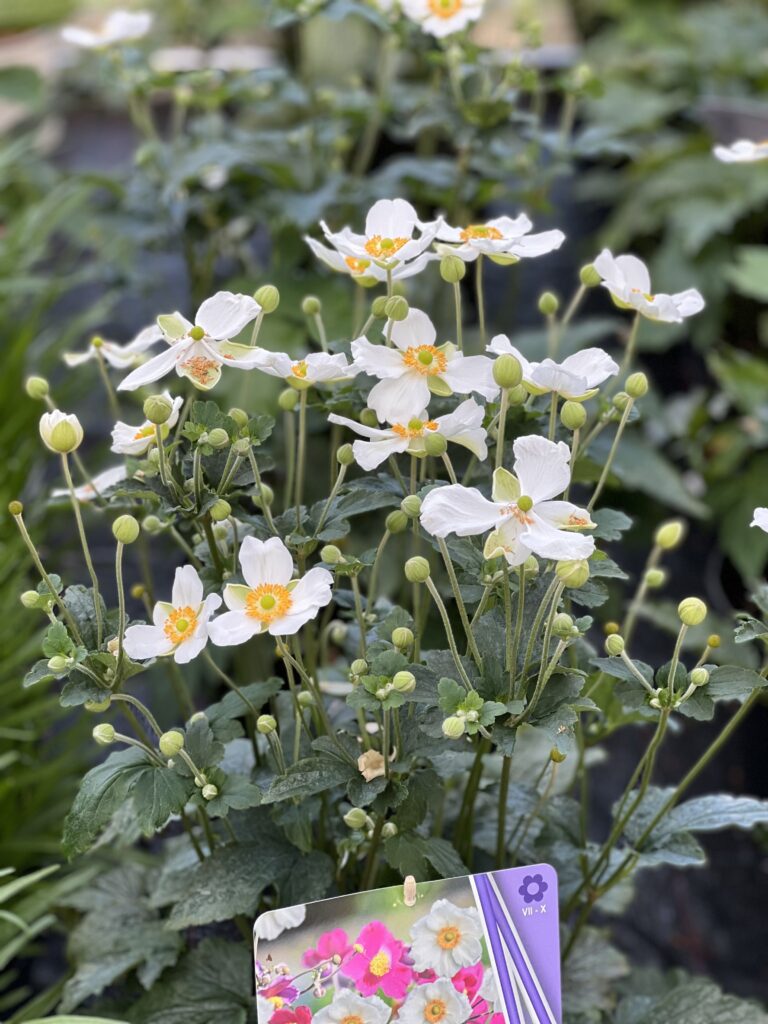 Anemone hybrida Honorine Jobert - dorleyplants.be