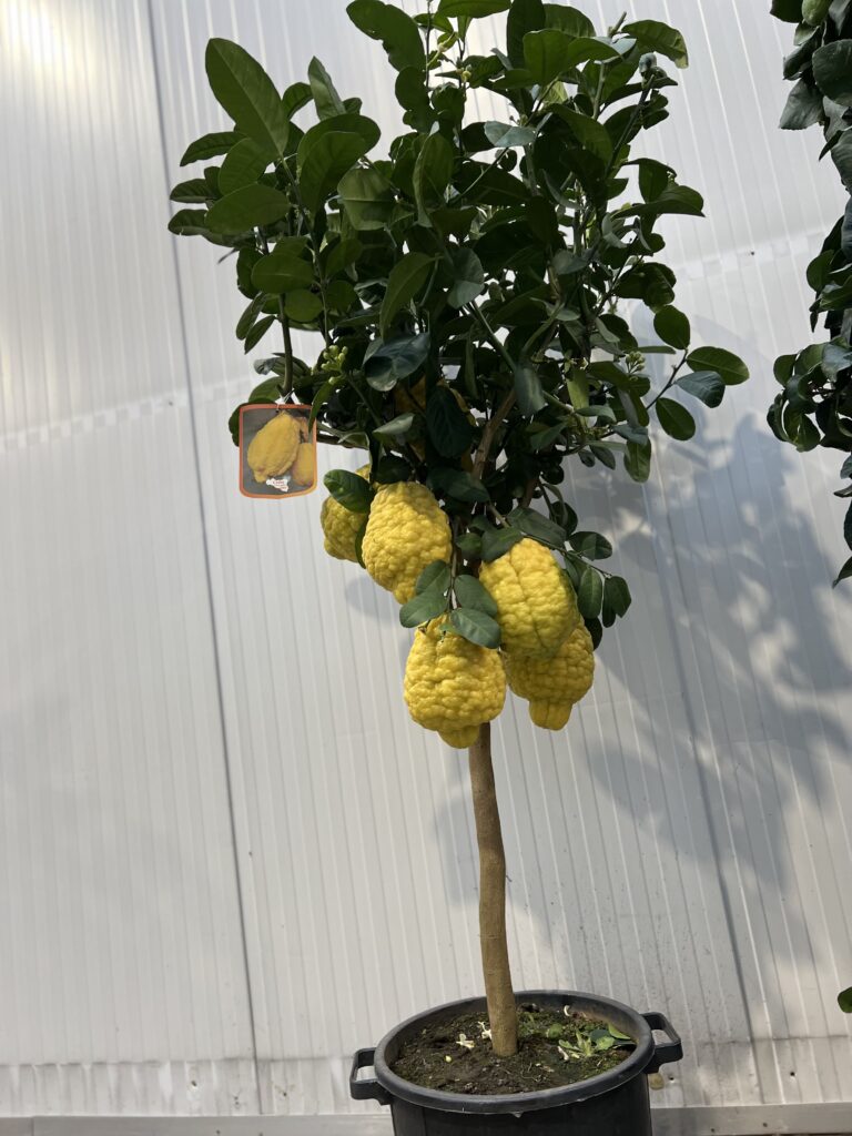 Citrus Medica - Cedercitroen - Reuzecitroen - Sukadecitroen ...