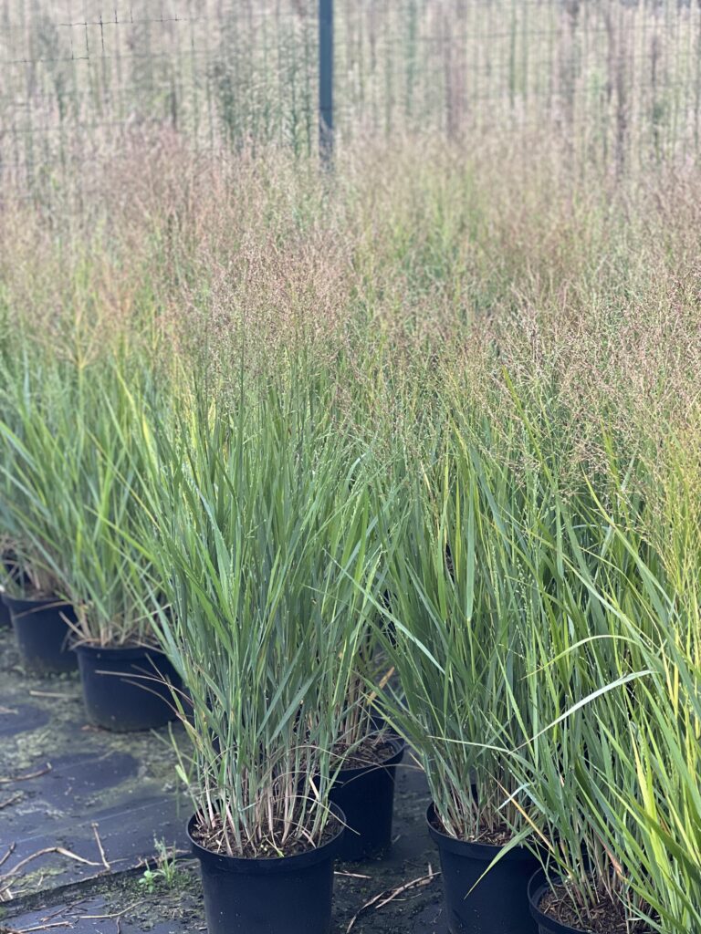 Panicum virgatum Buffalo Green - Vingergras - dorleyplants.be