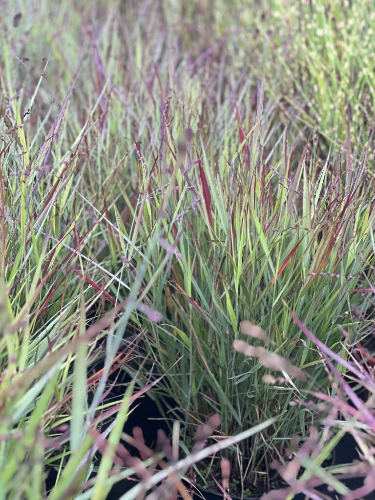 Panicum virgatum Cheyenne Sky - Vingergras - dorleyplants.be